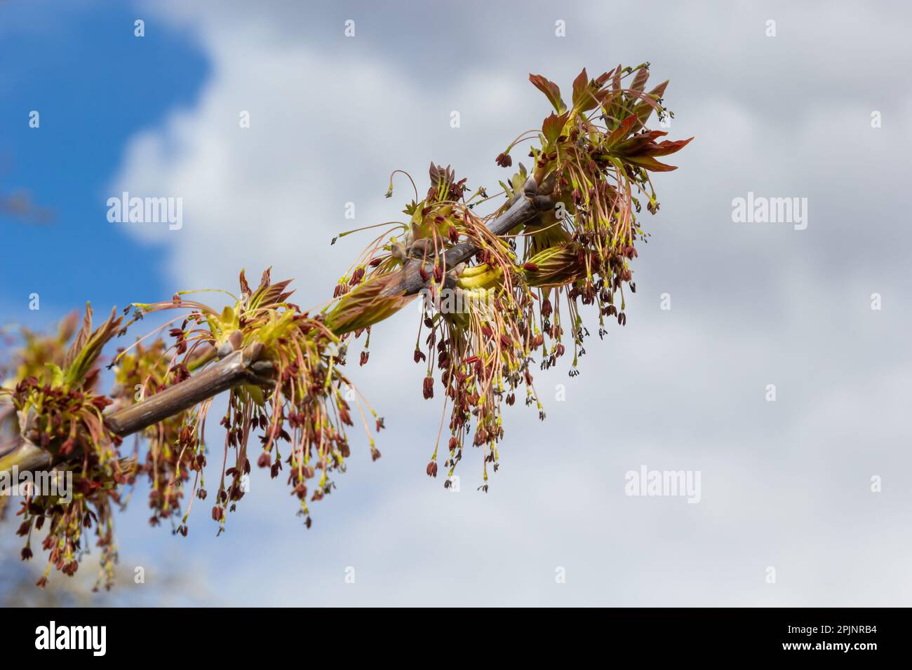 Young Maple leaves in spring,common name as Acer is a genus of trees ...