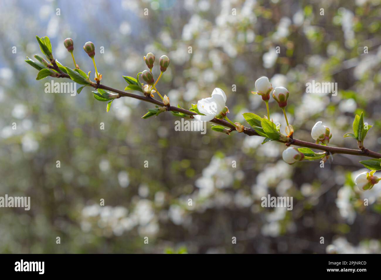 Prunus Cerasifera Blooming white plum tree. White flowers of Prunus ...
