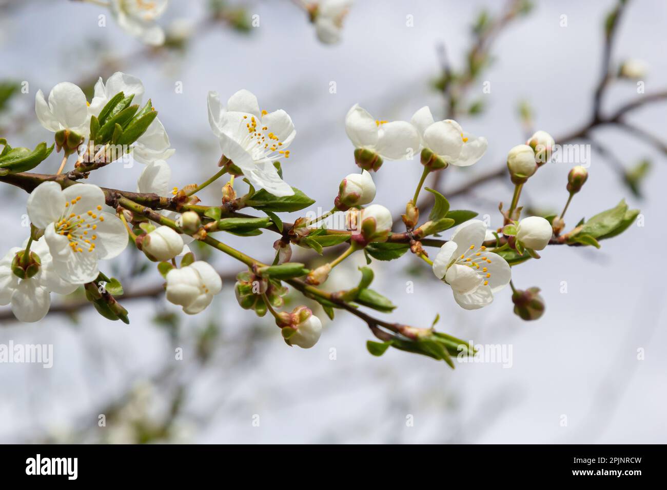 Wild white plum blossoms close up in a forest on a sunny spring day ...