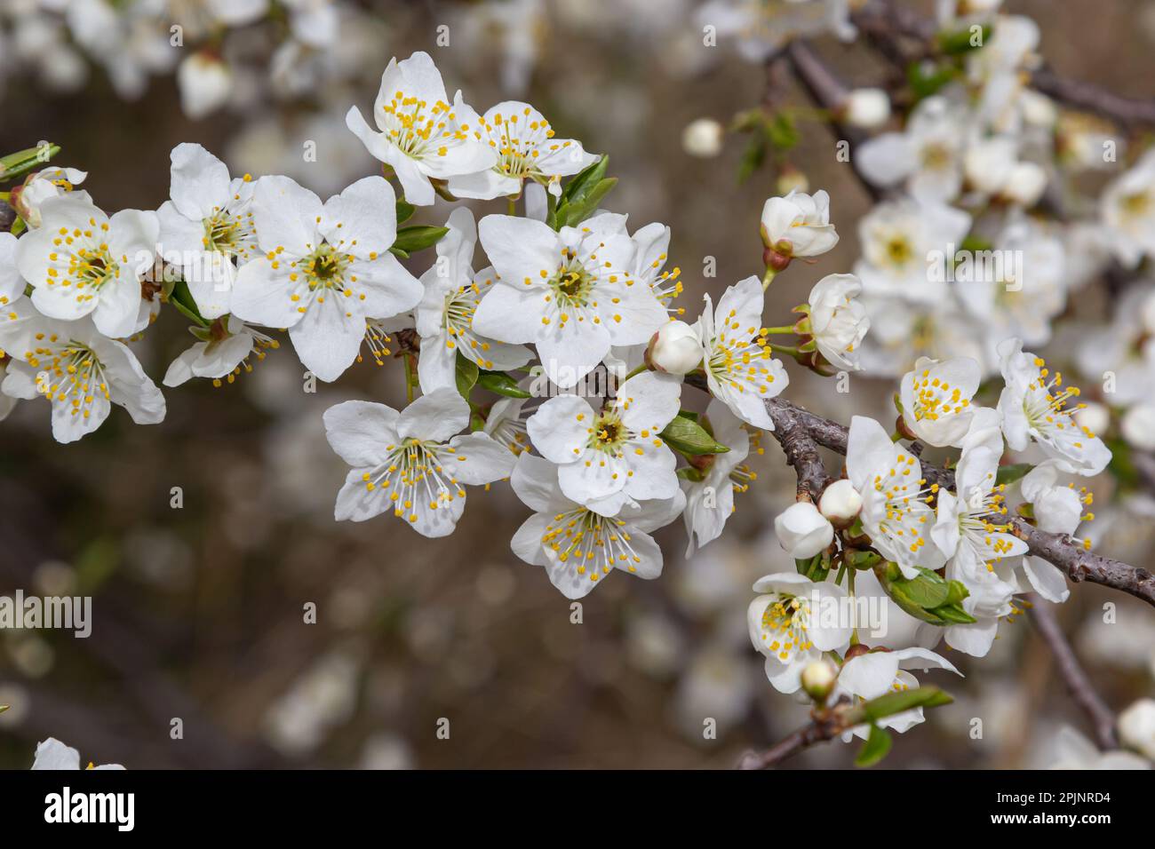 Prunus Cerasifera Blooming white plum tree. White flowers of Prunus ...