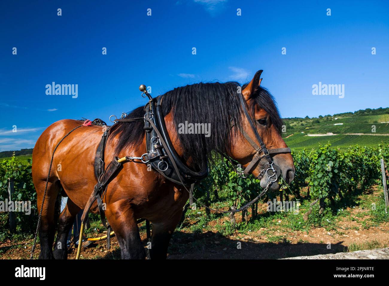 a big horse used to harvest the vineyards in cote de beaune near ...