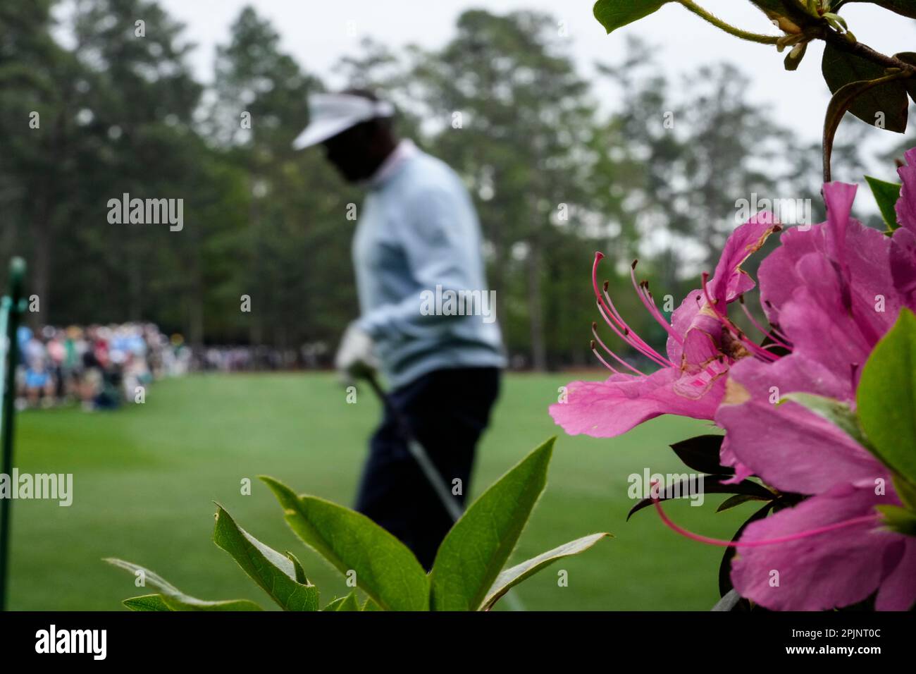 Vijay Singh, of Fiji, walks past azaleas near the 13th hole during a ...