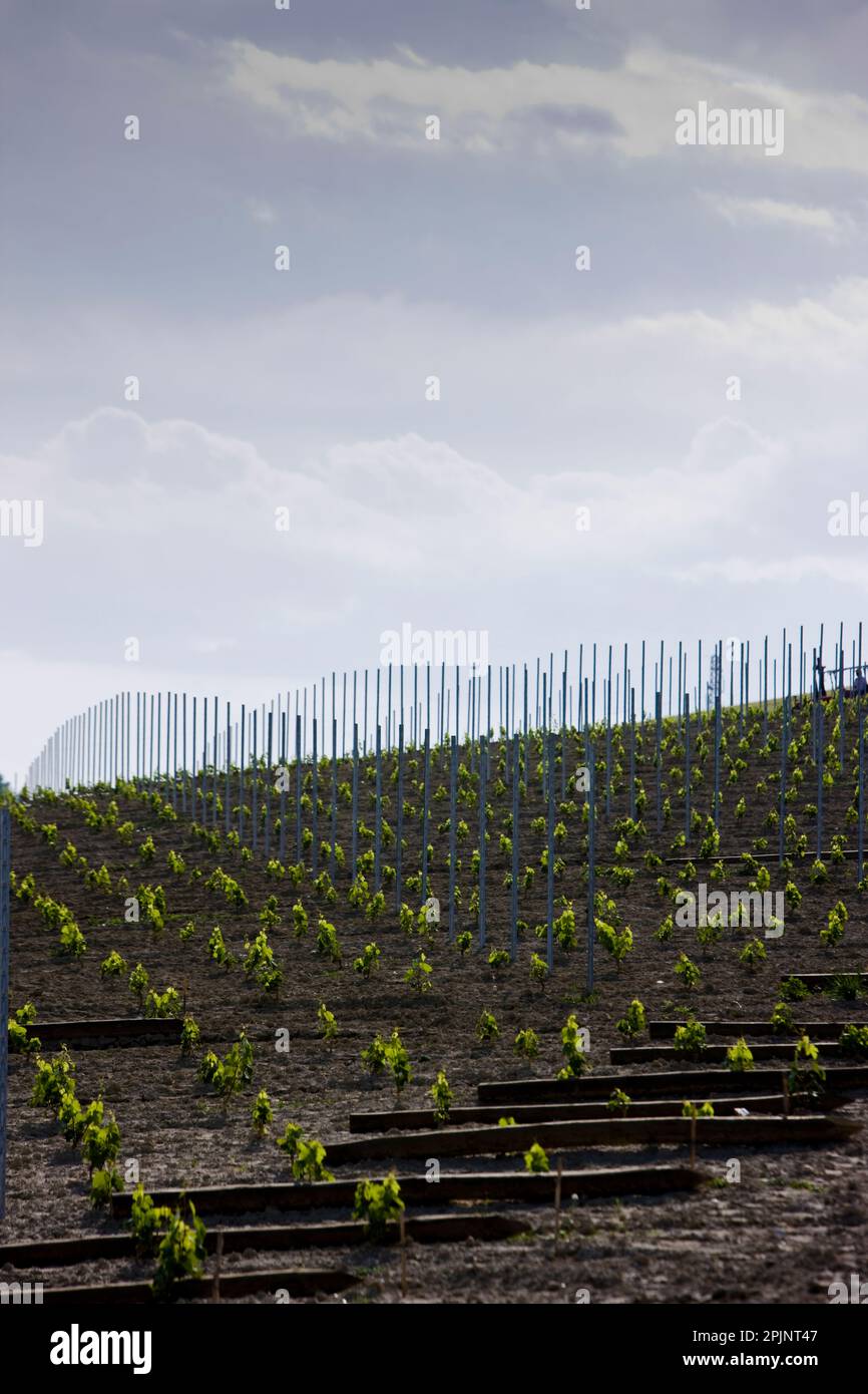 Orchard poles hi-res stock photography and images - Alamy