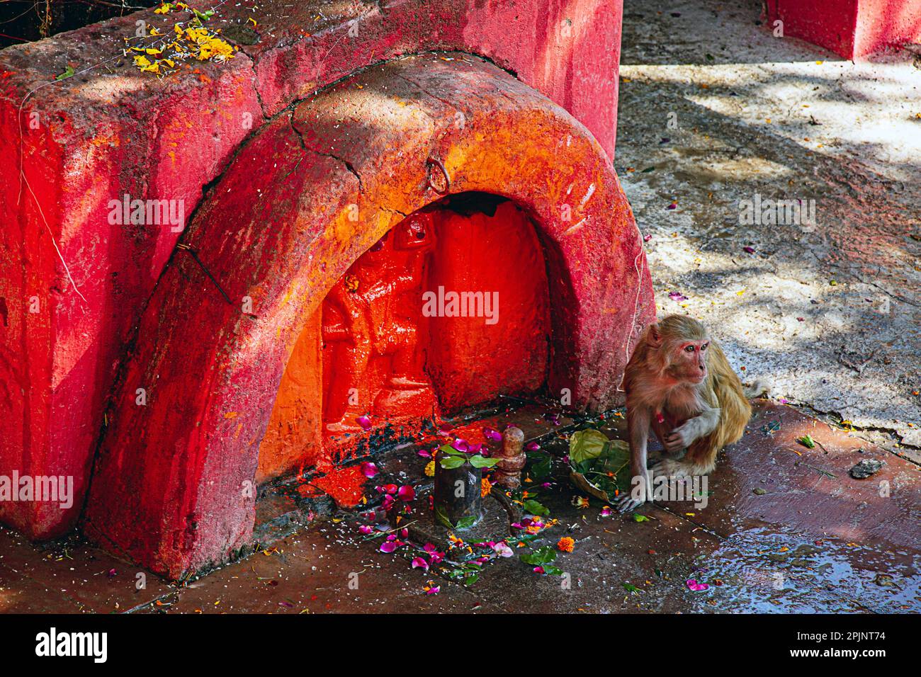 Monkey picking fruits and sweets at Chitrakoot Ghat in Uttar Pradesh in ...