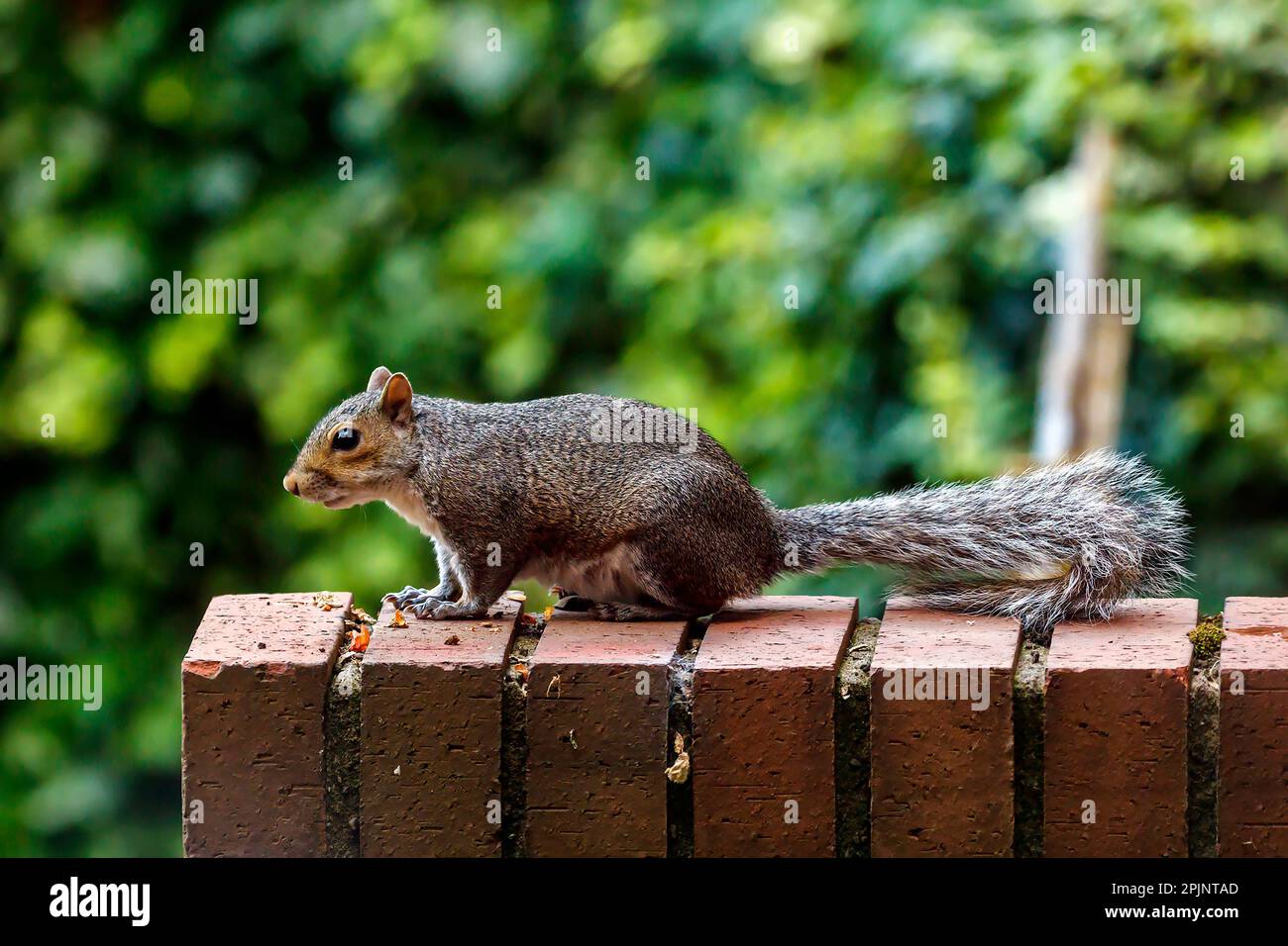 Squirrel hunter hi-res stock photography and images - Alamy