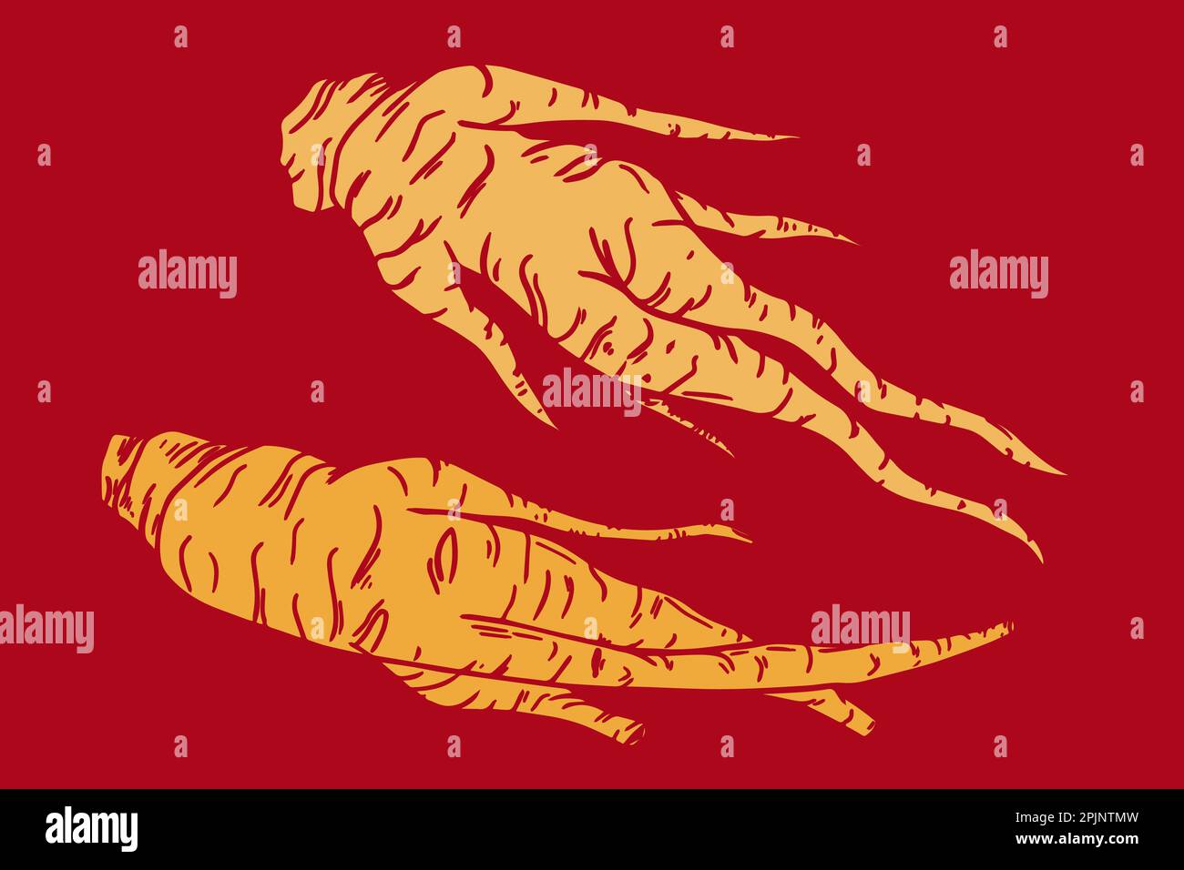 Red korean ginseng root illustration on the red background. Ginseng ...