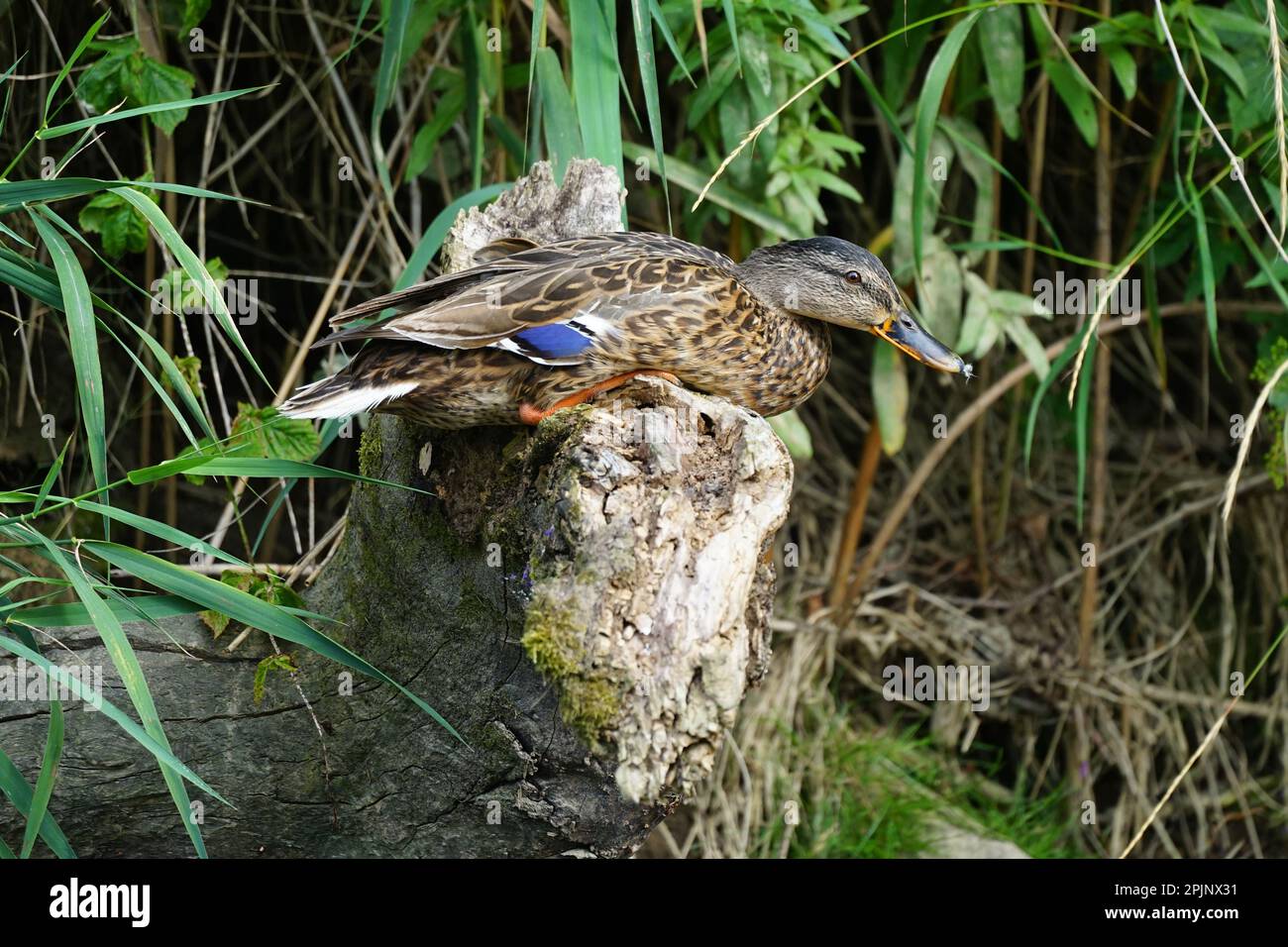 Female sleeping Duck Bird speep with open eyes in the wilderness near ...
