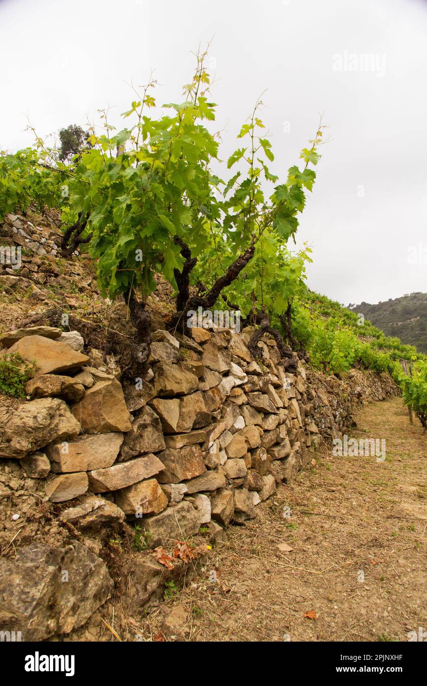 Vineyards of Rossese grapes near Dolceacqua in Liguria, Italy Stock ...