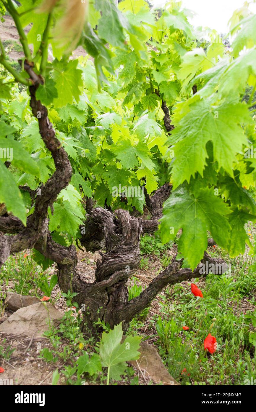 Vineyards of Rossese grapes near Dolceacqua in Liguria, Italy Stock ...