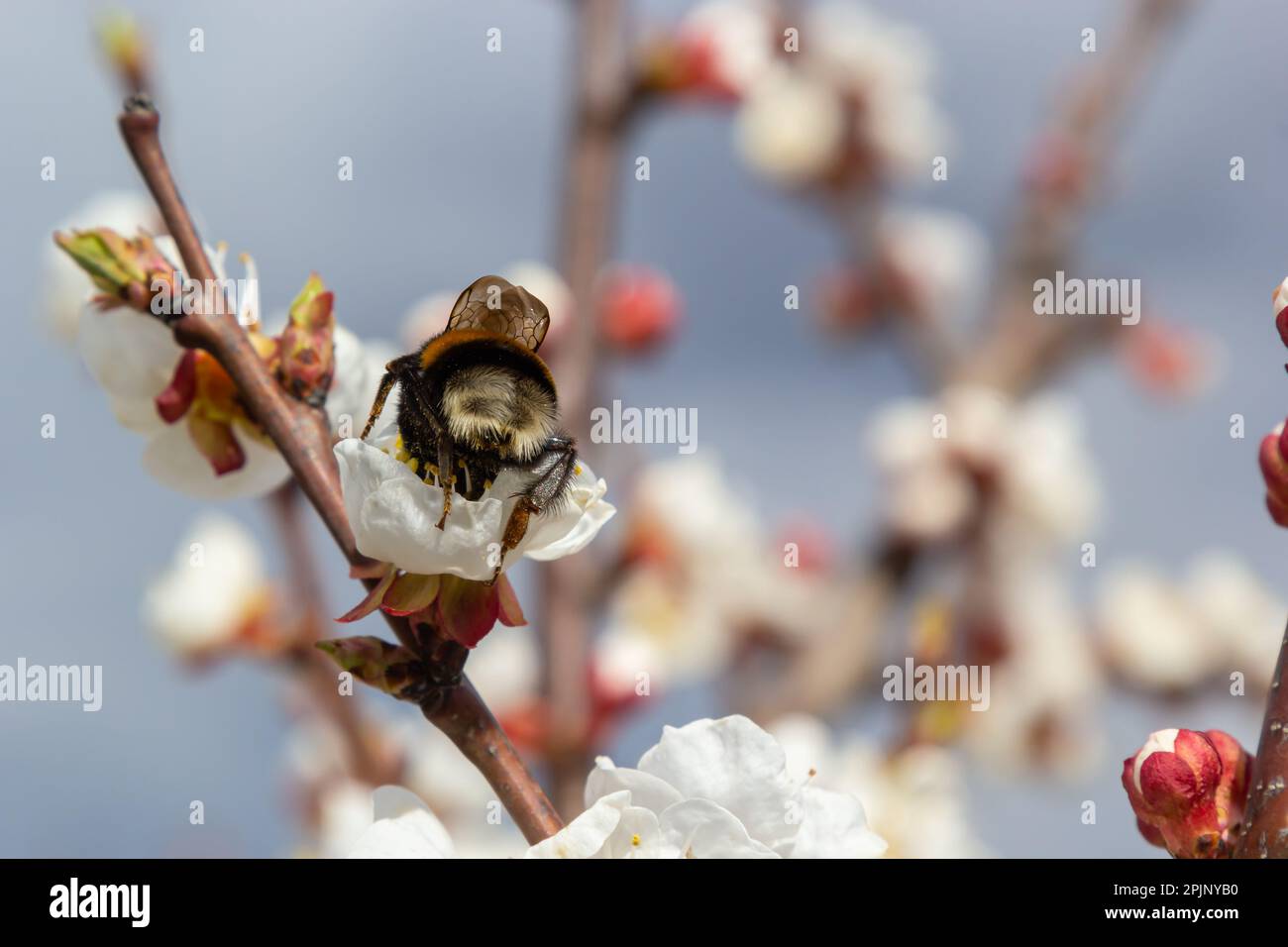 Cute little bumblebee collecting pollen from white apricot blossoms in ...