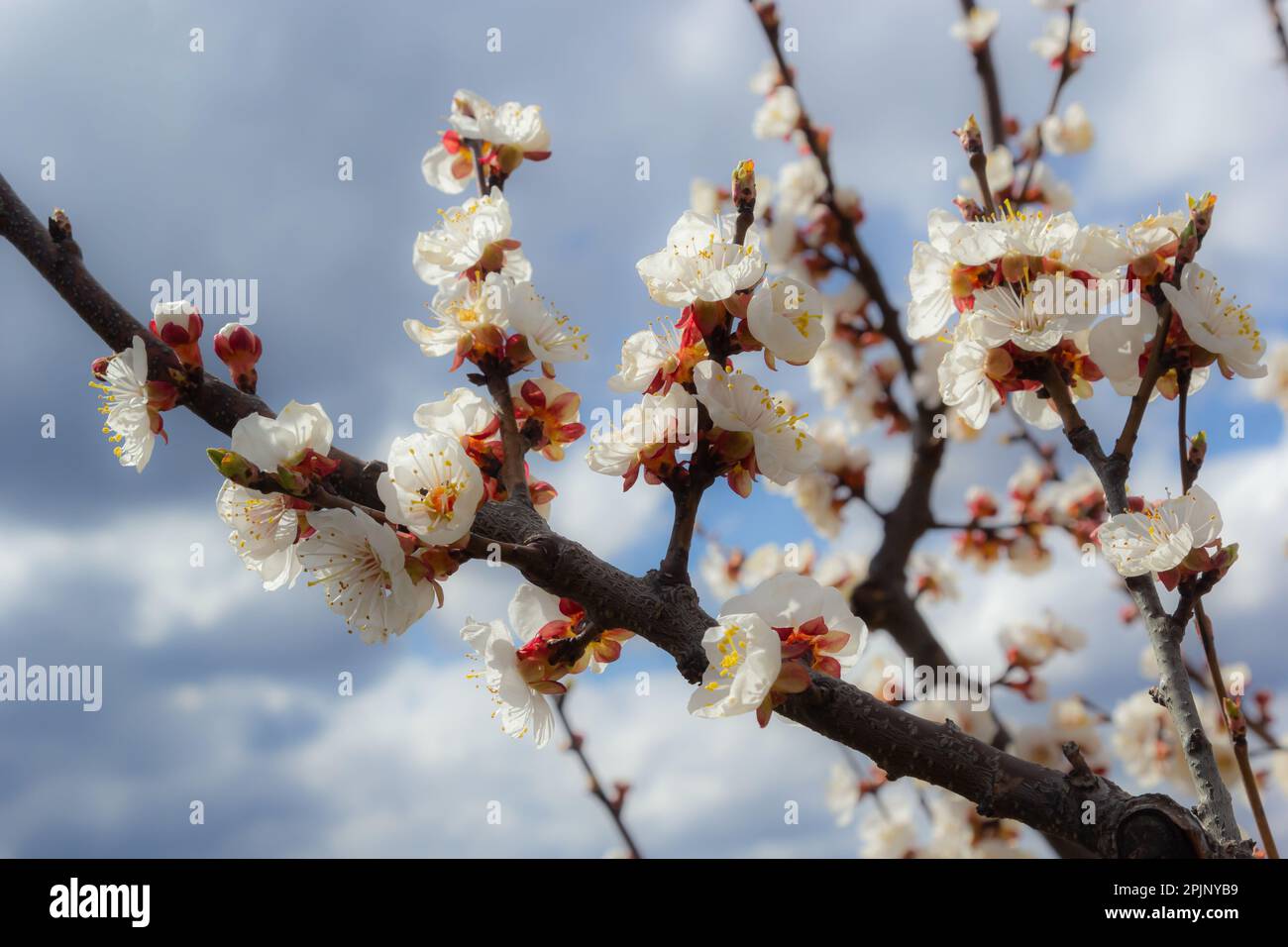 Bloom flower apricot tree. Apricot tree flowers with soft focus. Spring ...