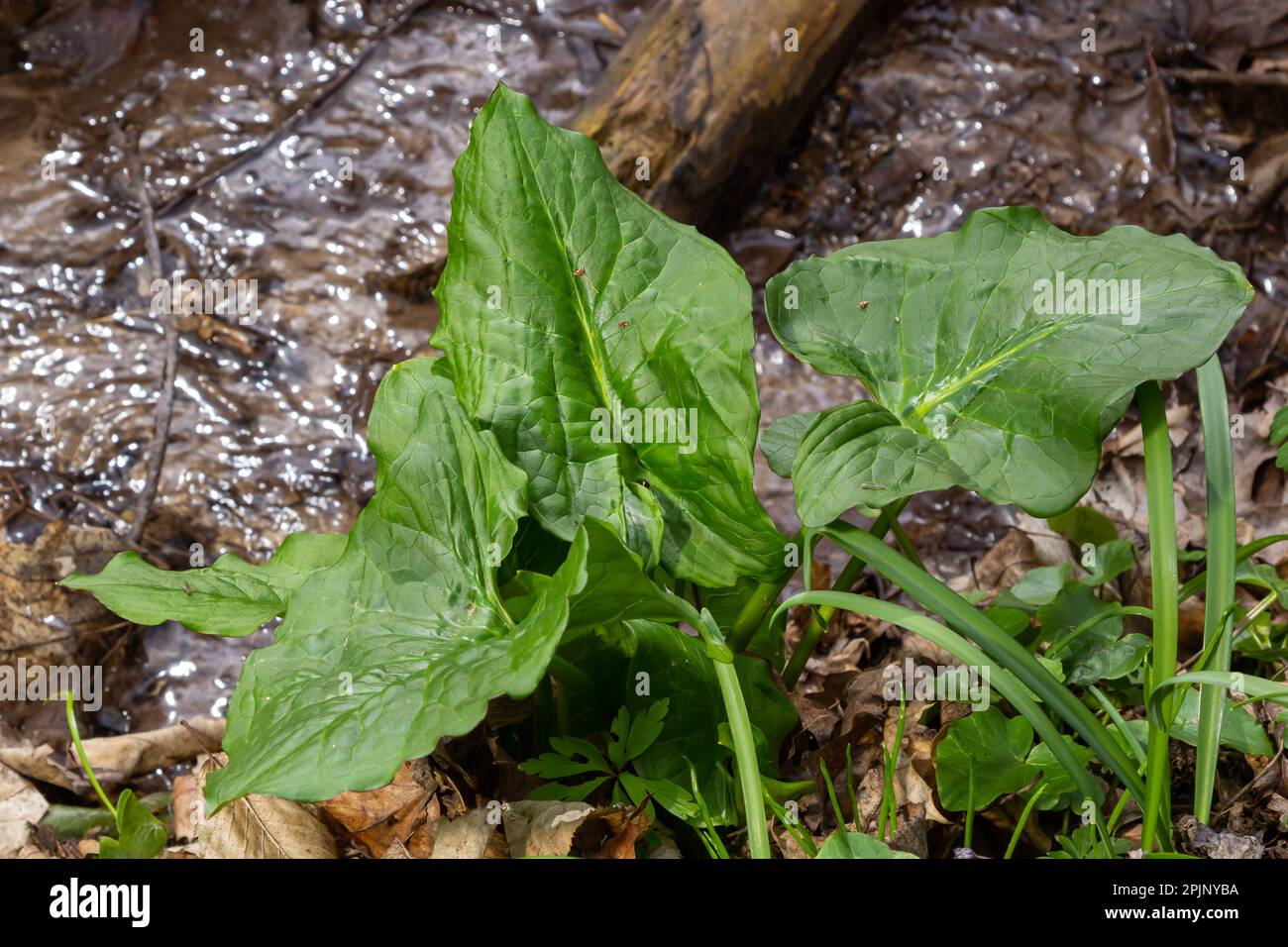Arum maculatum in habitat. Aka snakeshead, adder's root, wild arum ...