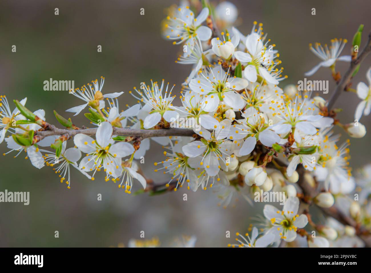 Blackthorn prunus spinosa sloe plant shrub white flower bloom blossom ...