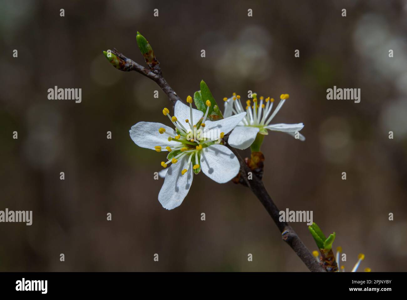 Blackthorn prunus spinosa sloe plant shrub white flower bloom blossom ...