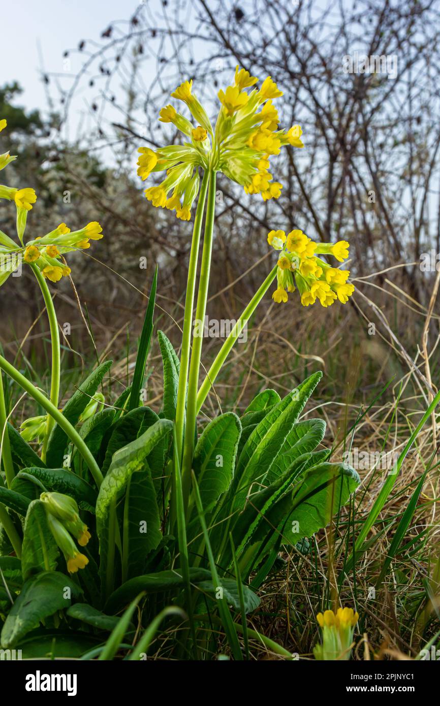Primula veris, cowslip, common cowslip, cowslip primrose, syn. Primula ...
