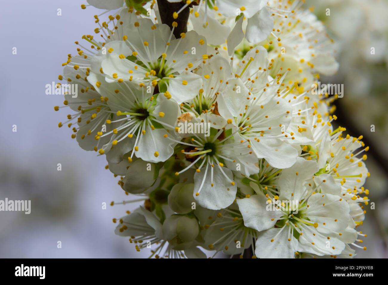 Close up plum tree leaves hi-res stock photography and images - Alamy