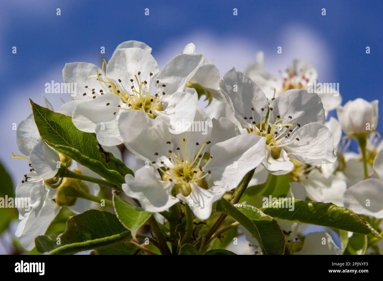 Pear blossom and spring season. Pear tree in bloom. Blurred background ...