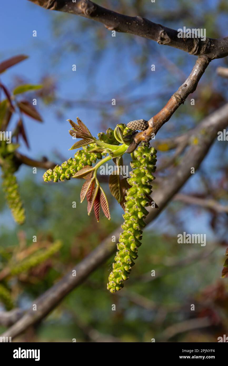 Blossom spring branch flower hi-res stock photography and images - Alamy