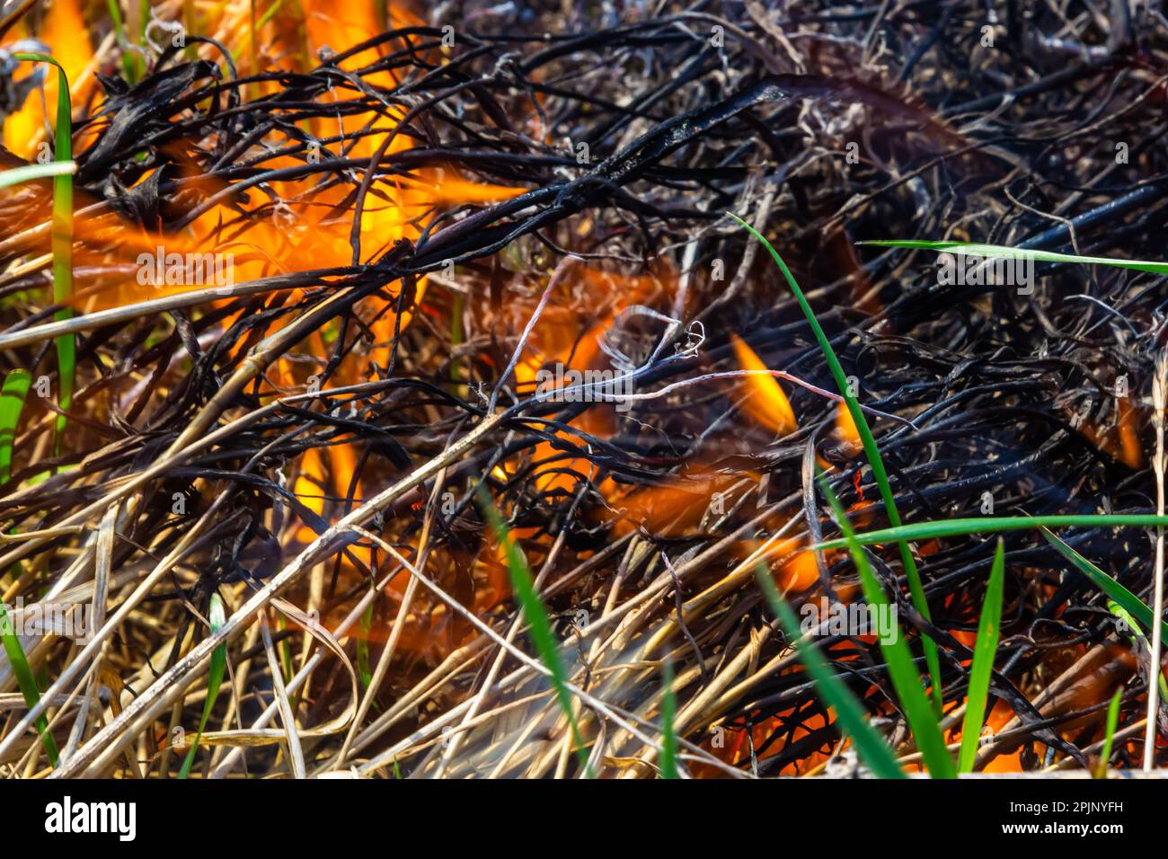 Burning old dry grass in garden. Flaming dry grass on a field. Forest ...