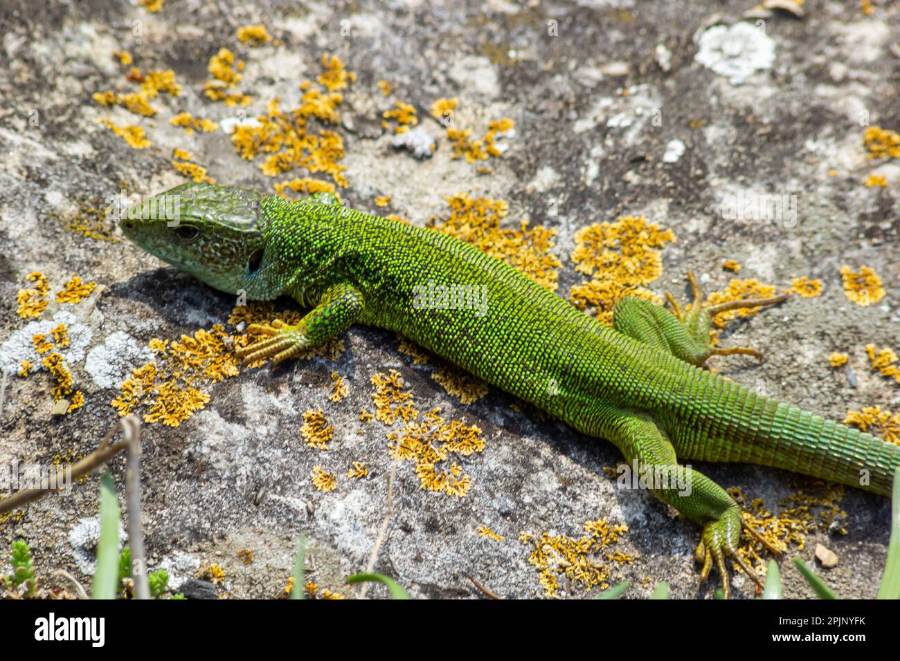 Green lizard, Lacerta viridis, is a species of lizard of the genus ...