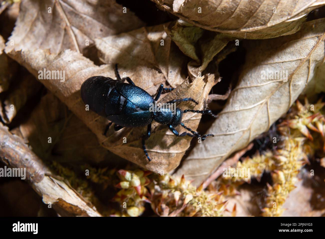 Violet oil beetle, Meloe violaceus feeding on grass, macro photo Stock ...