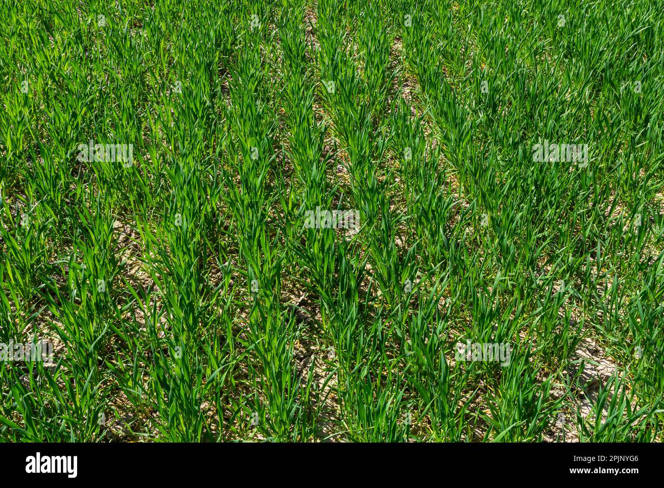 Young wheat seedlings growing in a soil. Agriculture and agronomy theme ...