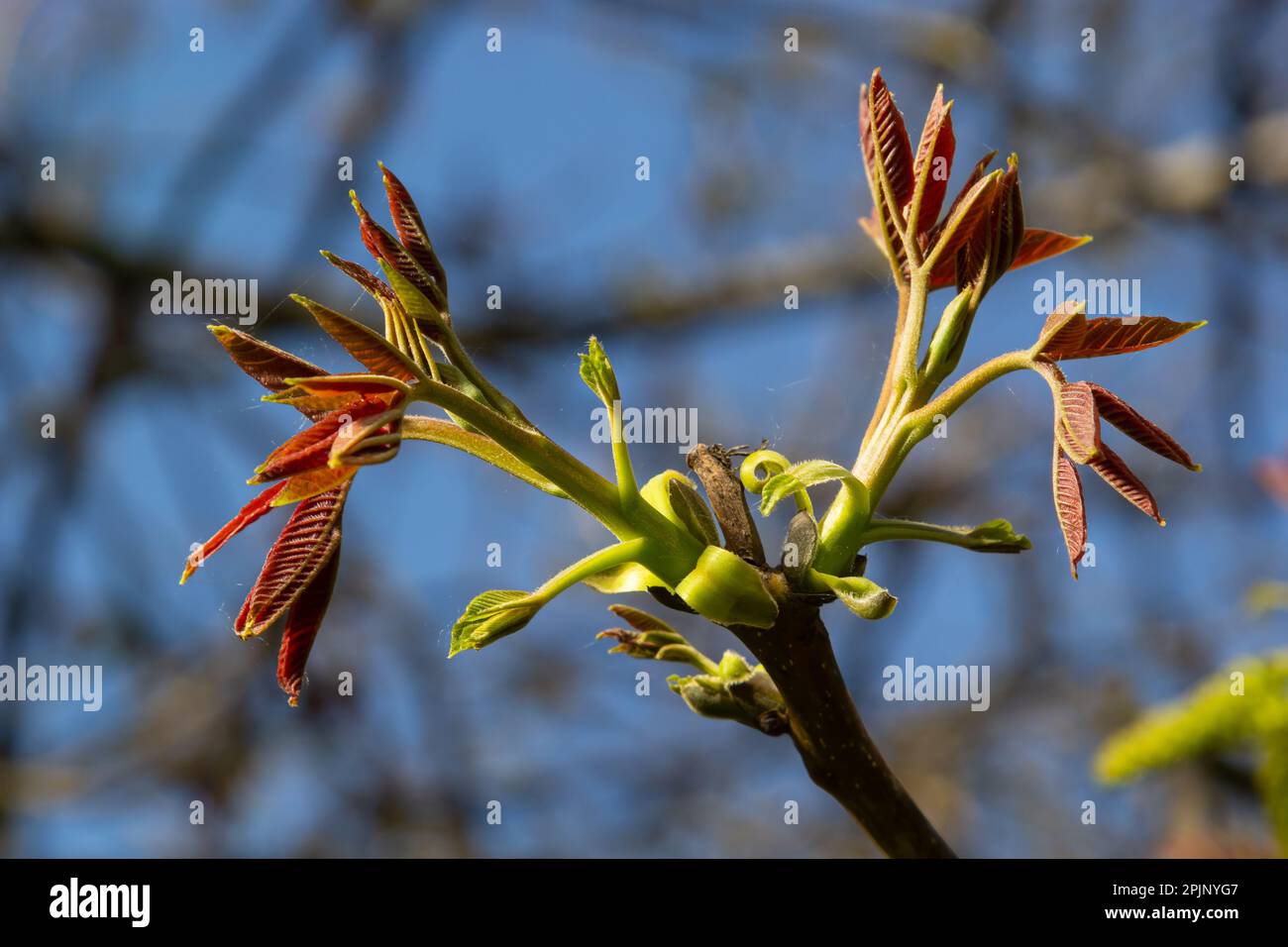 Blue sky springtime blooms nature natural closeup macro close hi-res ...