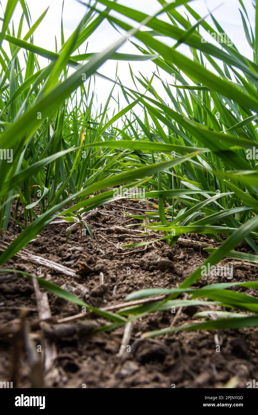 Young wheat seedlings growing in a soil. Agriculture and agronomy theme ...