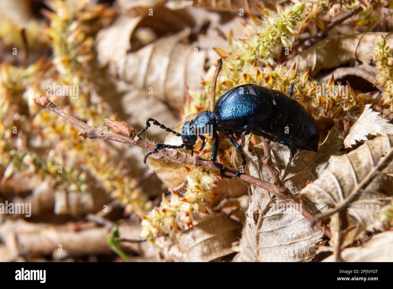 The violet oil beetle Meloe violaceus, is a species of oil beetle ...