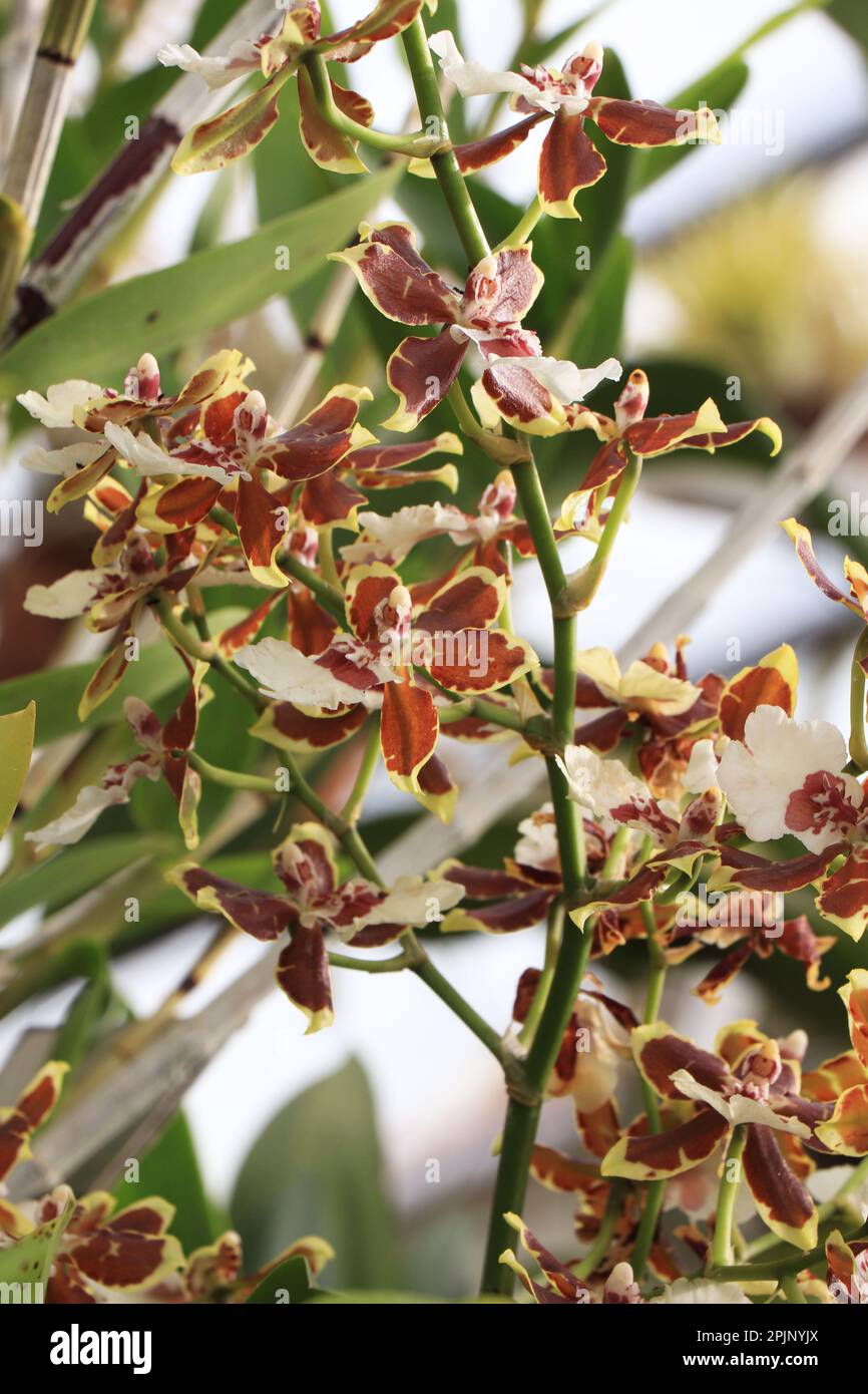 Monarch orchids hi-res stock photography and images - Alamy