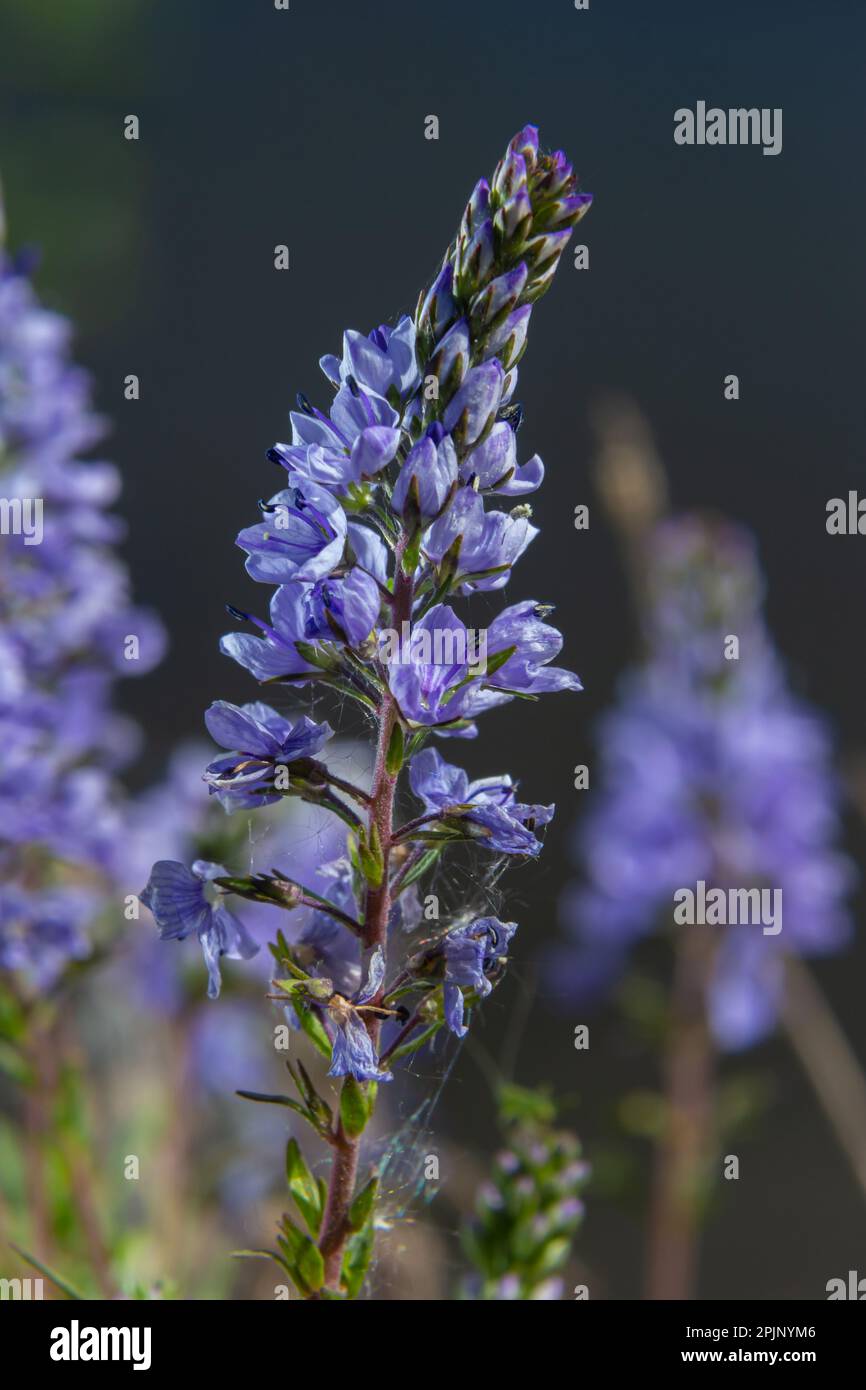 Veronica prostrata is a low light blue blooming plant of sunny hills, a ...
