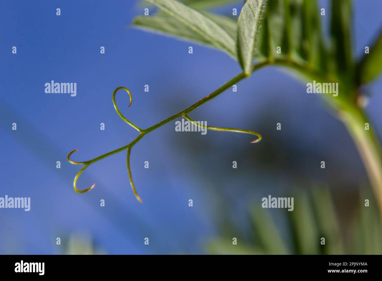 Vicia lutea - smooth yellow vetch. Spring wildflowers on a sunny day in ...