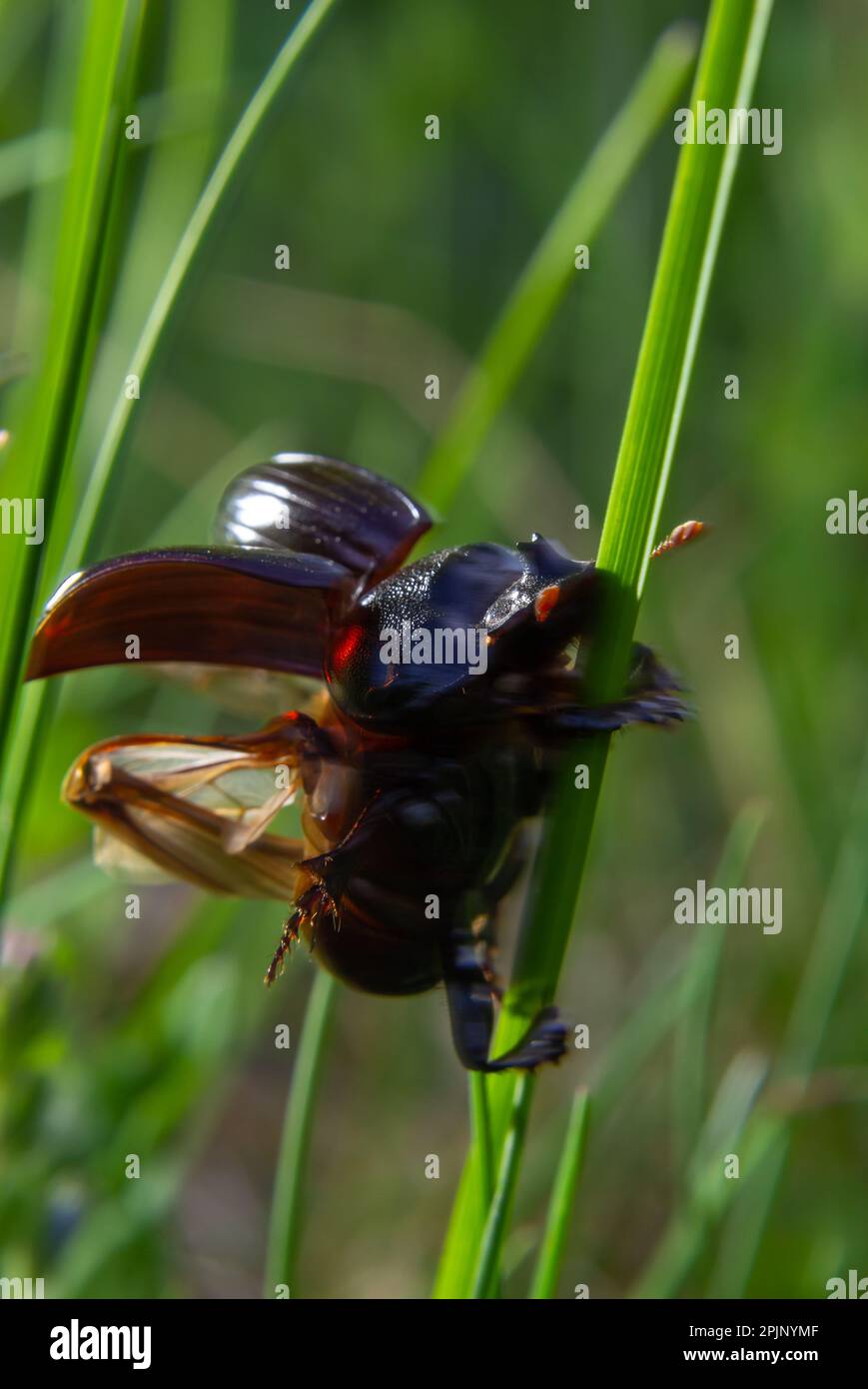 A black beetle with a long horn in a natural enviroment. Scarabaeidae ...