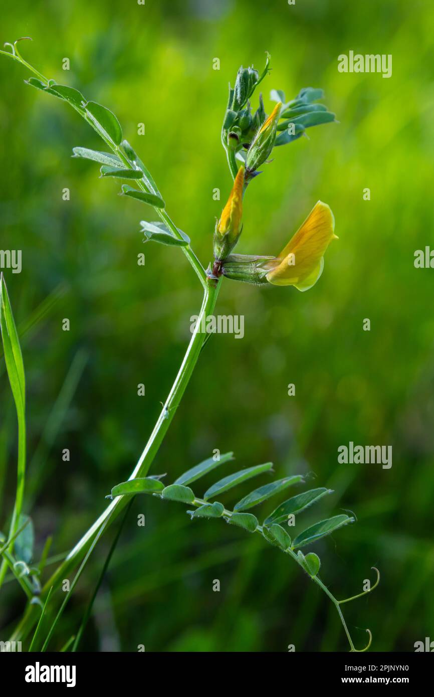 Vicia lutea - smooth yellow vetch. Spring wildflowers on a sunny day in ...