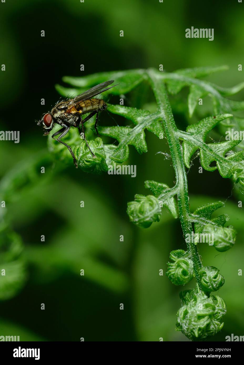 A fly on a budding fern branch Stock Photo - Alamy