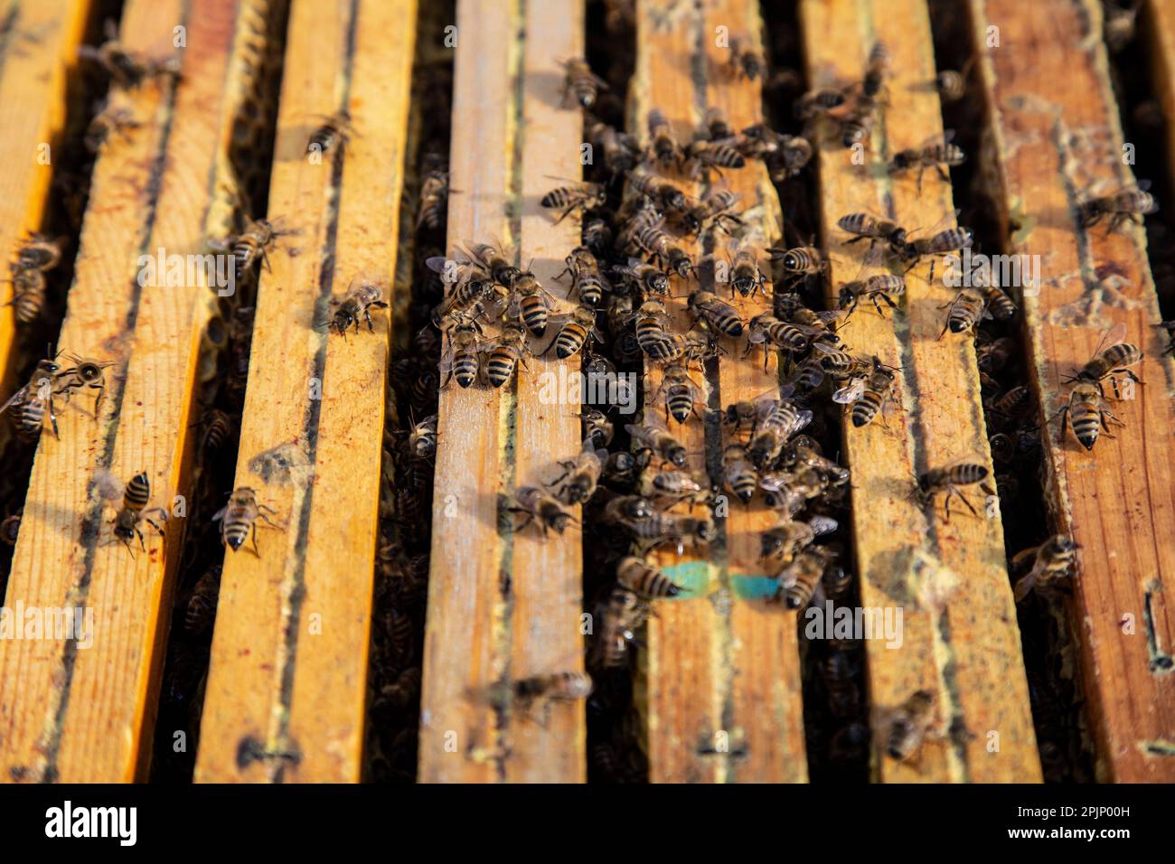 Raised bee hive hi-res stock photography and images - Alamy
