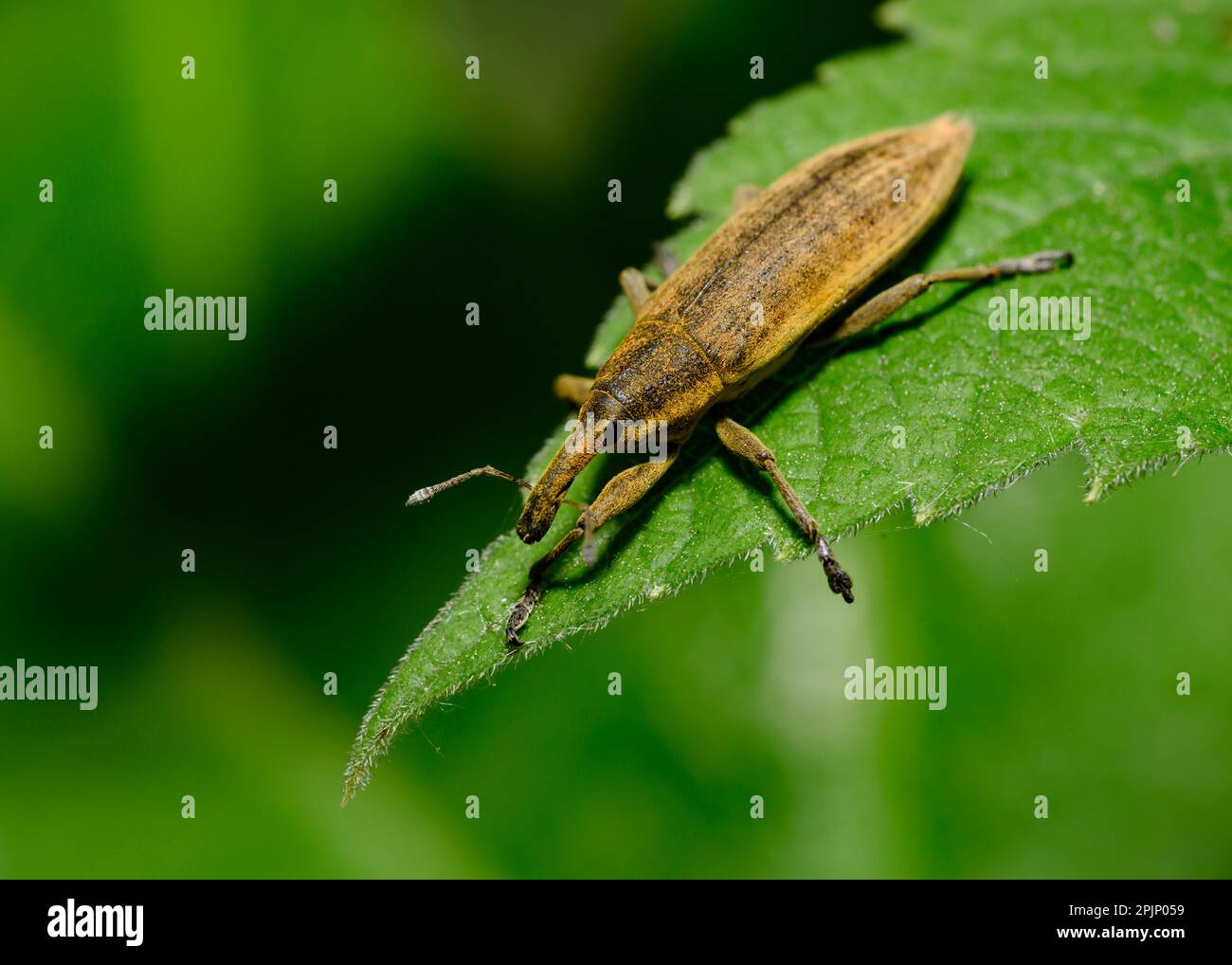 A weevil beetle (lat: Curculionidae) on a tree leaf in the forest Stock ...