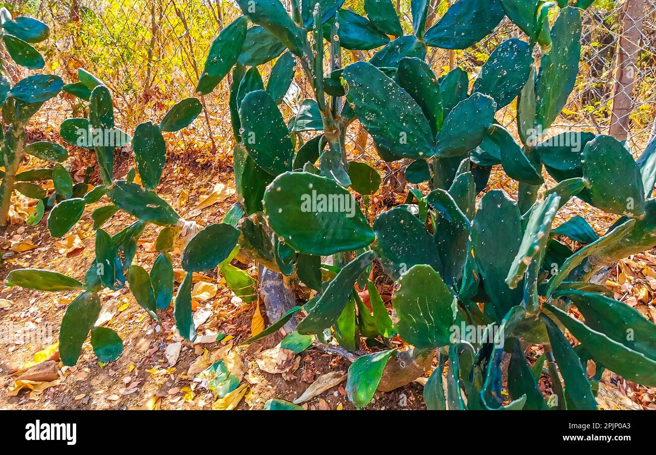 Tropical mexican cacti cactus jungle plants trees and natural forest ...
