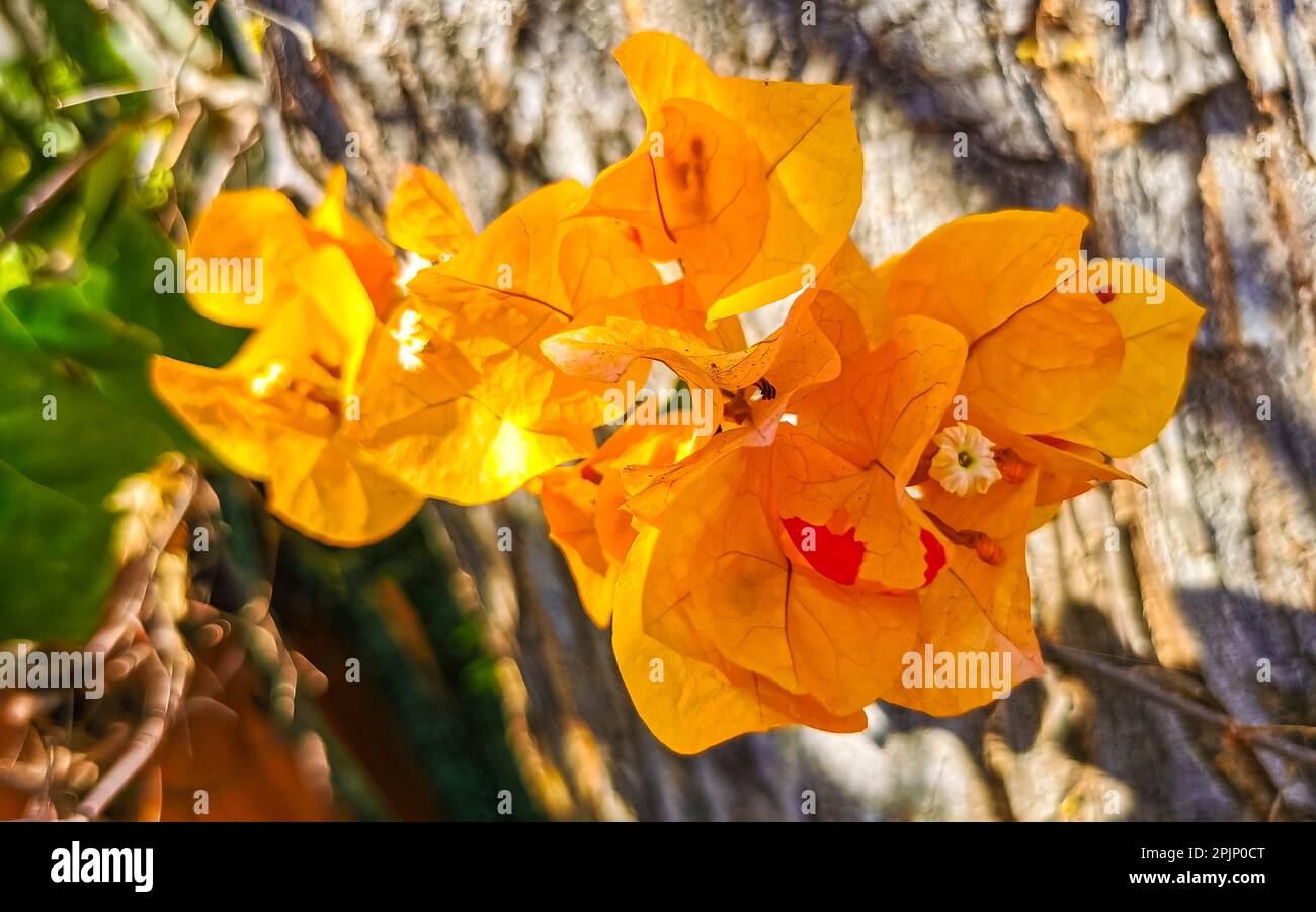 Beautiful bougainvillea orange and yellow flowers and blossoms in ...