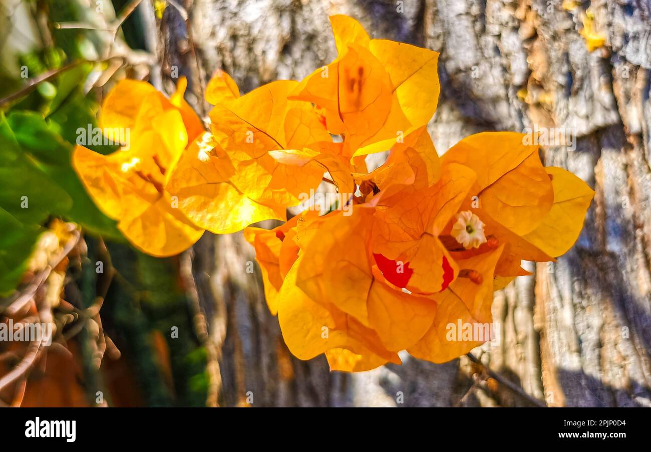 Beautiful bougainvillea orange and yellow flowers and blossoms in ...