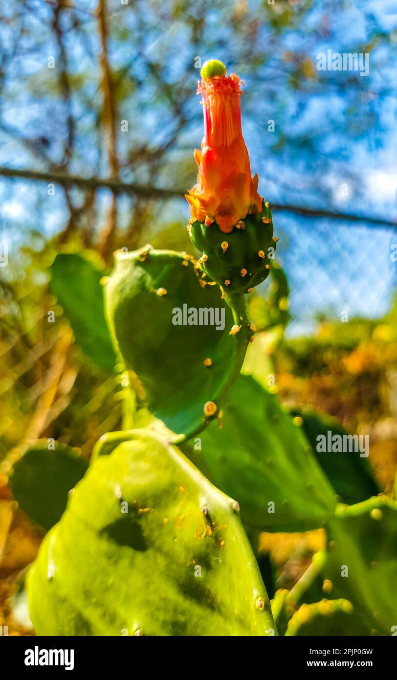 Tropical mexican cacti cactus with flower flowers blossom blossoms ...