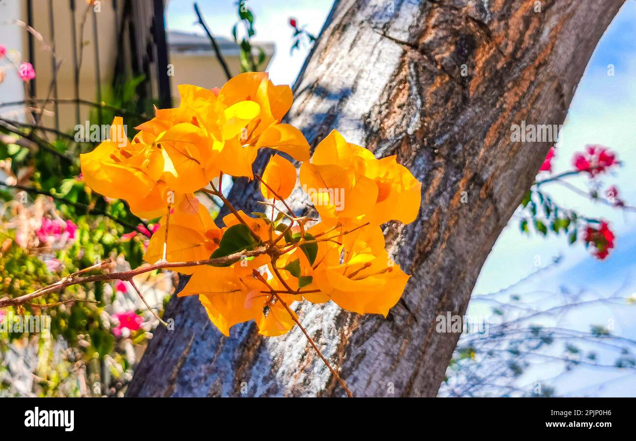 Beautiful bougainvillea orange and yellow flowers and blossoms in ...