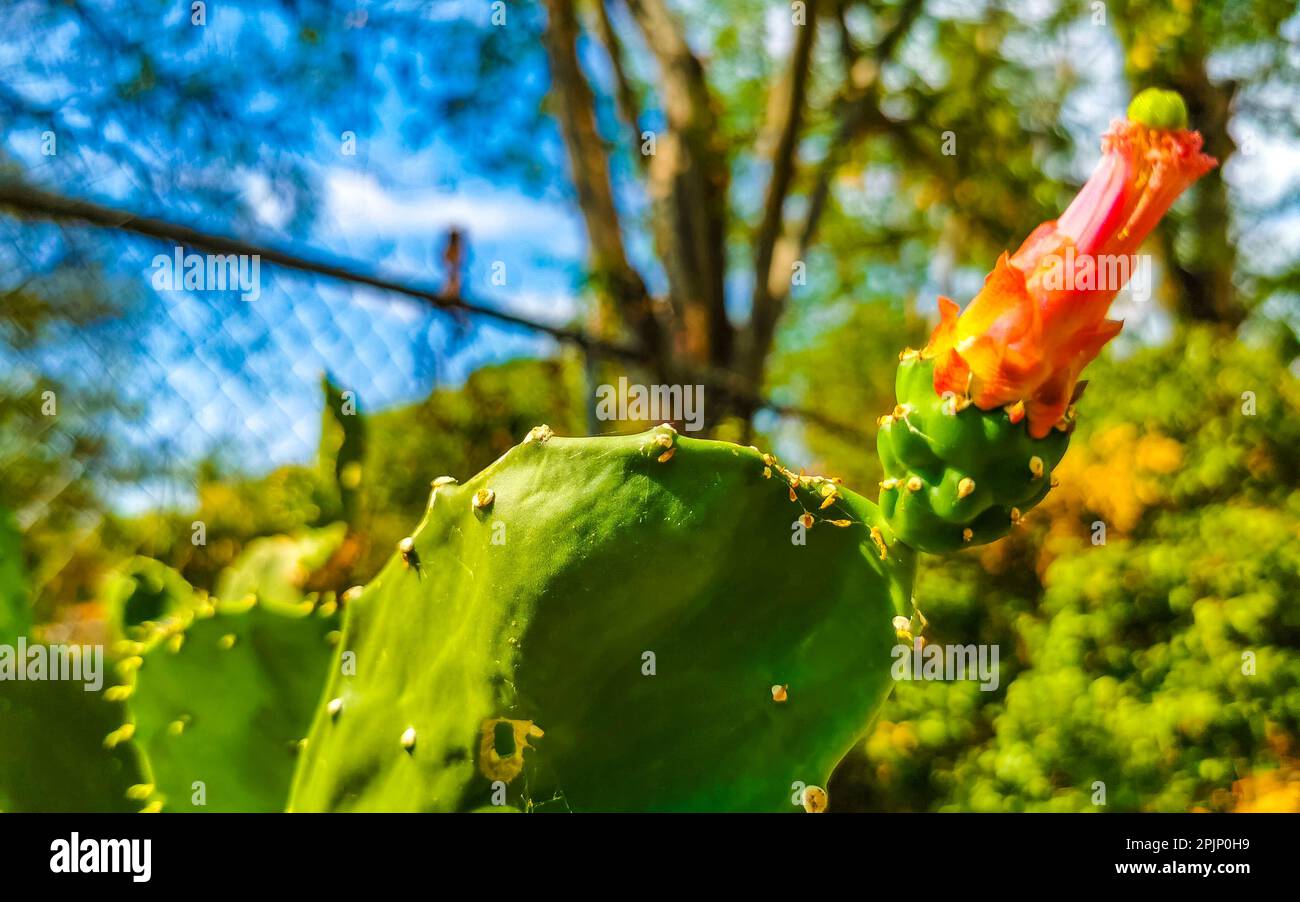 Tropical mexican cacti cactus with flower flowers blossom blossoms ...