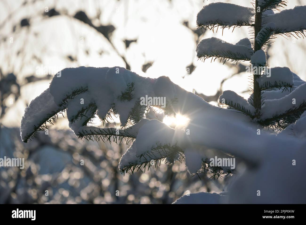 Sun shines behind snow covered young coniferous trees - winter weather ...