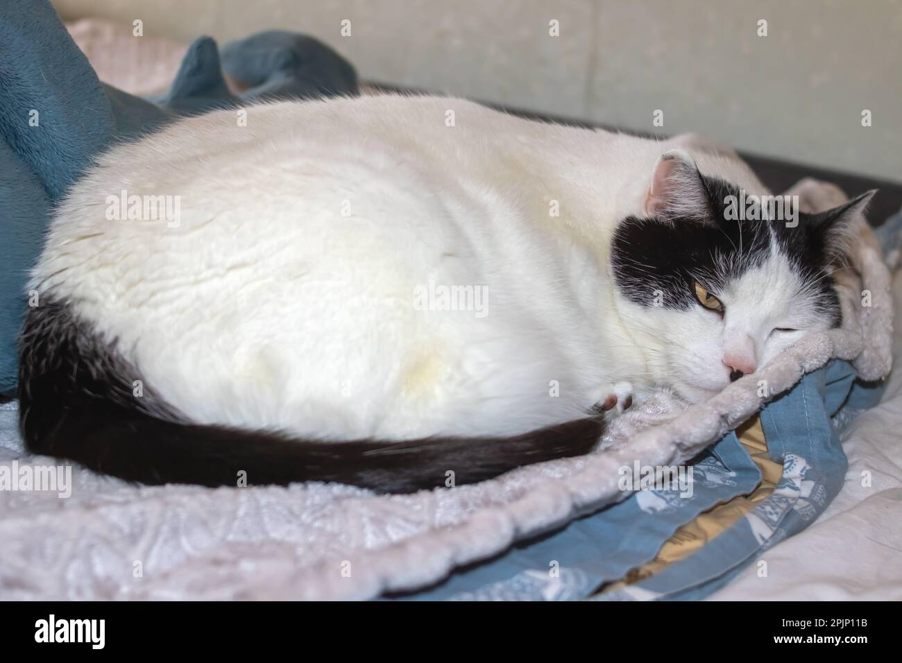 Portrait fat cat lying down hi-res stock photography and images - Alamy