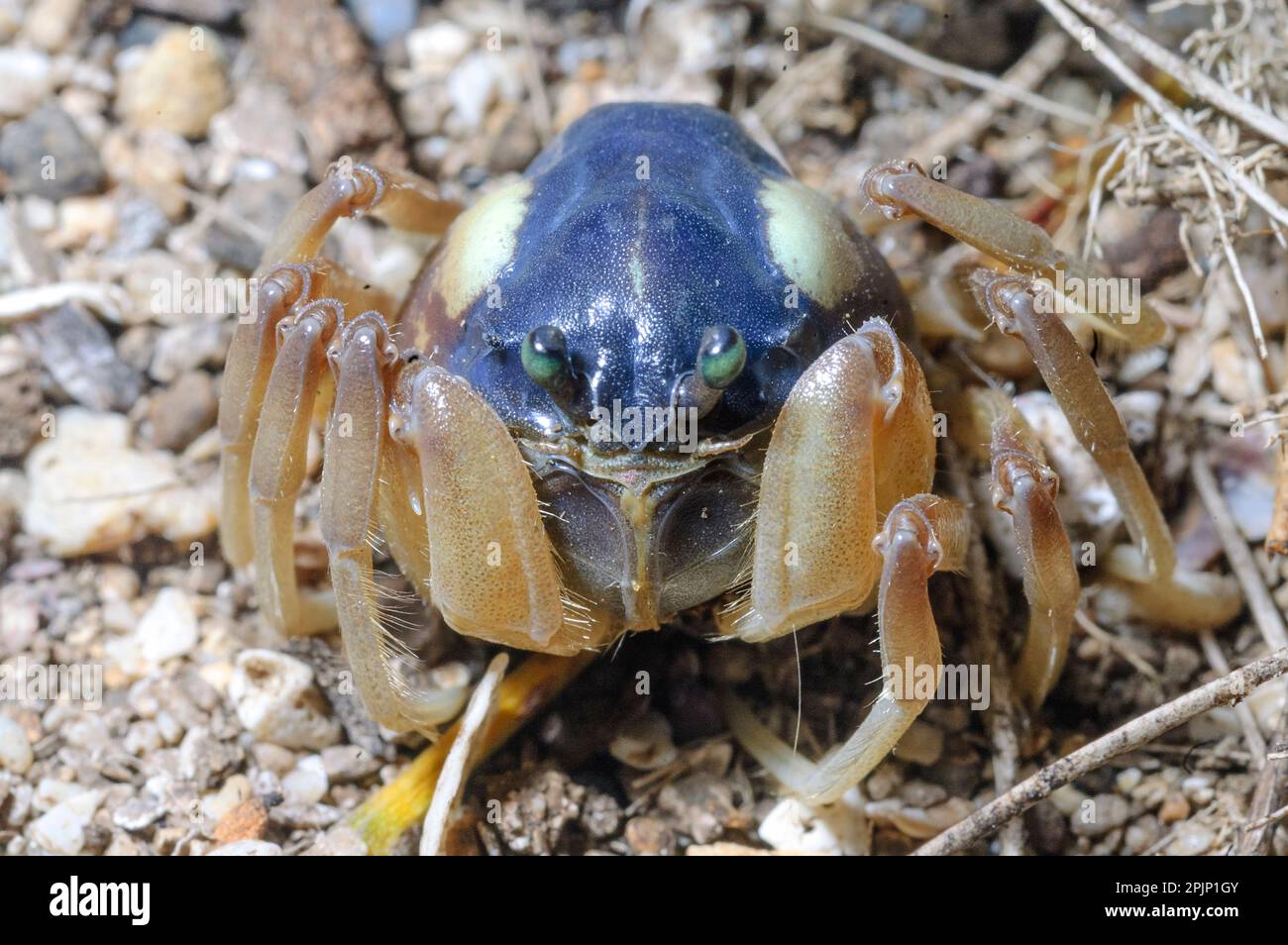 Light-blue soldier crab (Mictyris longicarpus) from Hook Island ...