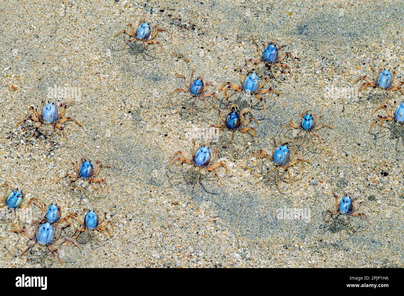 Light-blue soldier crabs (Mictyris longicarpus) from Hook Island ...
