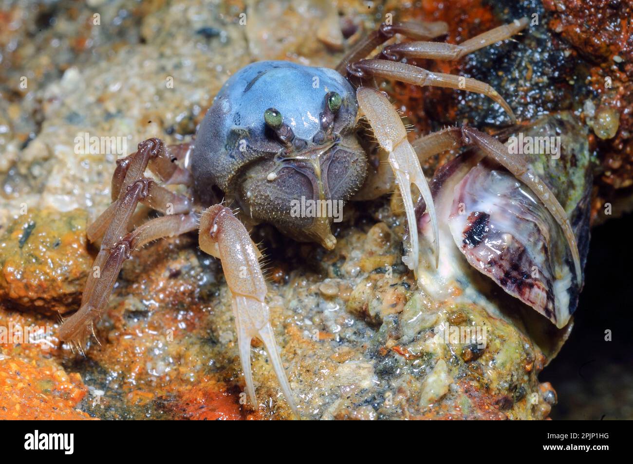 Light-blue soldier crab (Mictyris longicarpus) from Hook Island ...