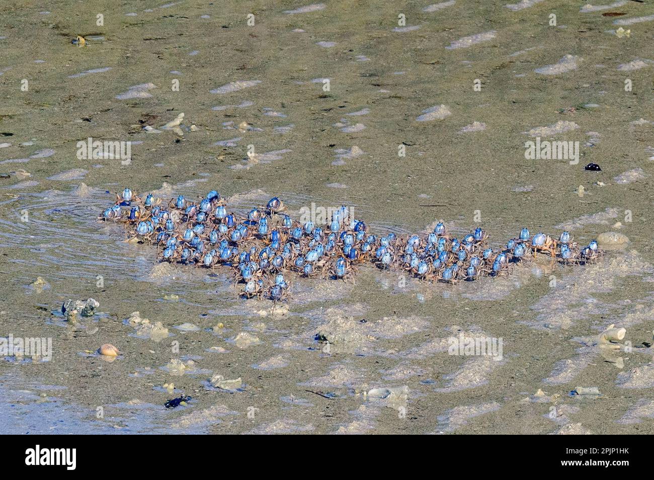 Light-blue soldier crab (Mictyris longicarpus) from Hook Island ...