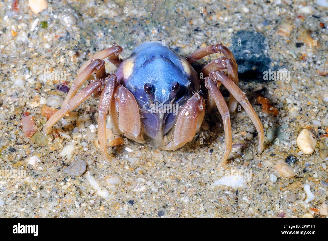 Light-blue soldier crab (Mictyris longicarpus) from Hook Island ...
